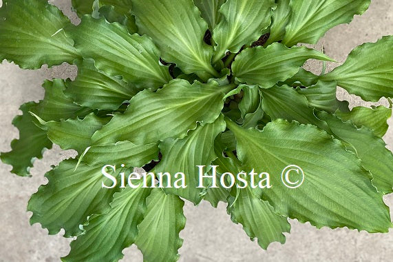 Hosta 'Unruly Child' - Sienna Hosta