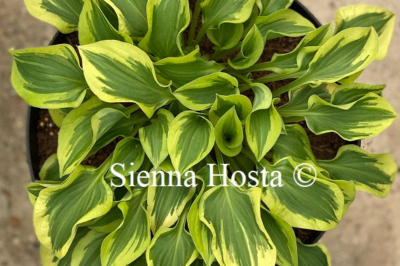 Hosta 'Wrinkle in Time' - Sienna Hosta