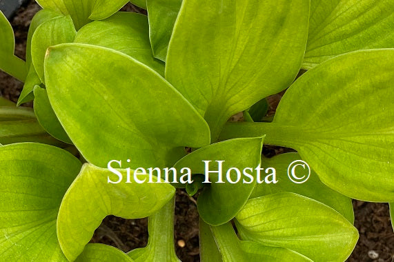 Hosta 'Sun Mouse' - Sienna Hosta