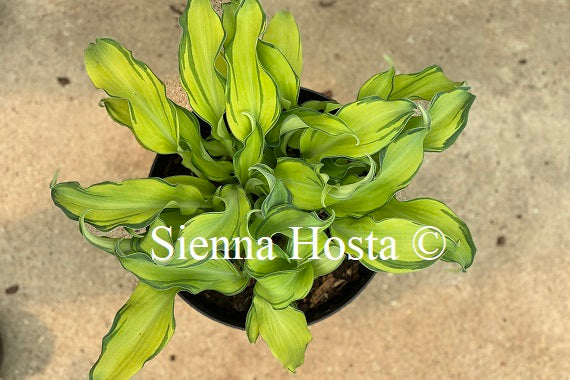 Hosta 'Ripple Effect' - Sienna Hosta
