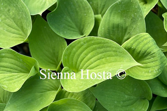 Hosta 'Candy Hearts' - Sienna Hosta