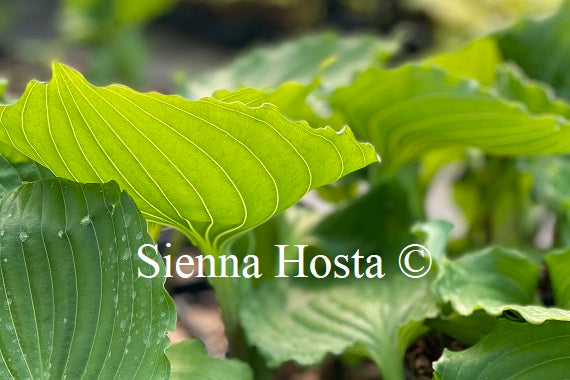 Hosta 'Candy Dish' - Sienna Hosta