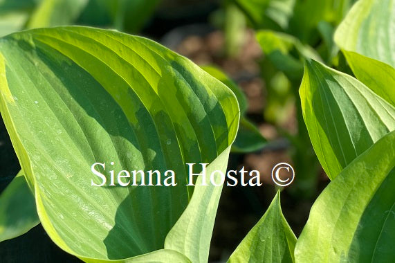 Hosta 'Final Victory' - Sienna Hosta