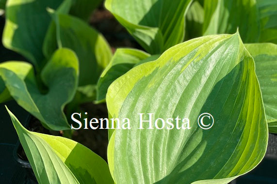 Hosta 'Final Victory' - Sienna Hosta