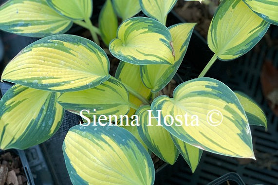 Hosta 'Remember Me' - Sienna Hosta