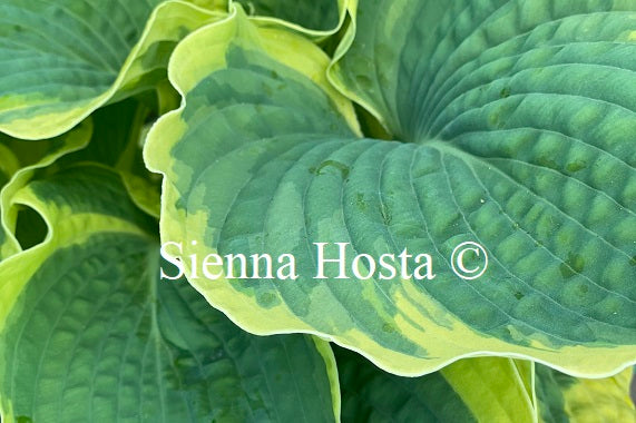 Hosta 'Mike Shadrack' - Sienna Hosta
