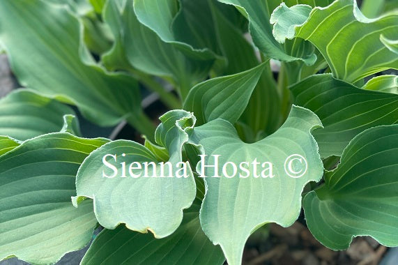 Hosta 'Restless Sea' - Sienna Hosta