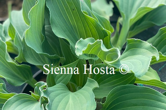 Hosta 'Restless Sea' - Sienna Hosta