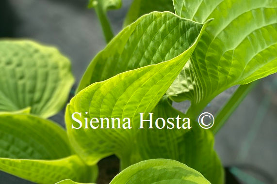 Hosta 'Splendid Sarah' - Sienna Hosta