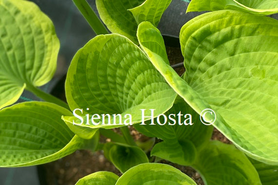 Hosta 'Splendid Sarah' - Sienna Hosta