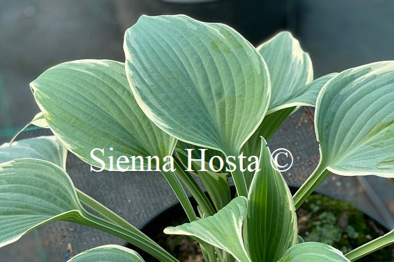 Hosta 'Fragrant Blue Ribbons' - Sienna Hosta