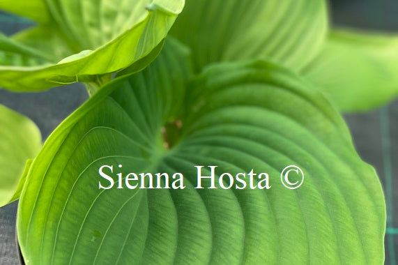 Hosta 'Titanic' - Sienna Hosta