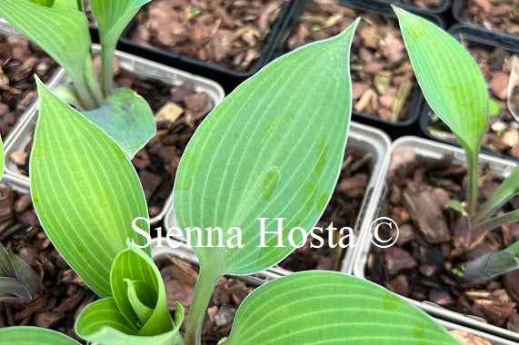 Hosta 'Gun Metal Blue' - Sienna Hosta