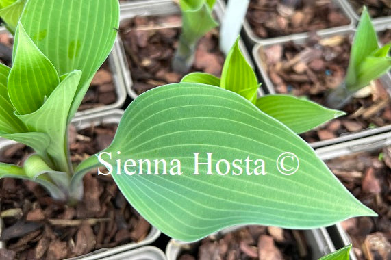 Hosta 'Gun Metal Blue' - Sienna Hosta
