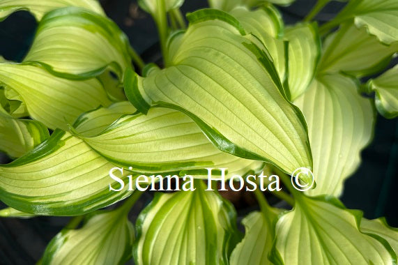 Hosta 'Early Sunrise' - Sienna Hosta