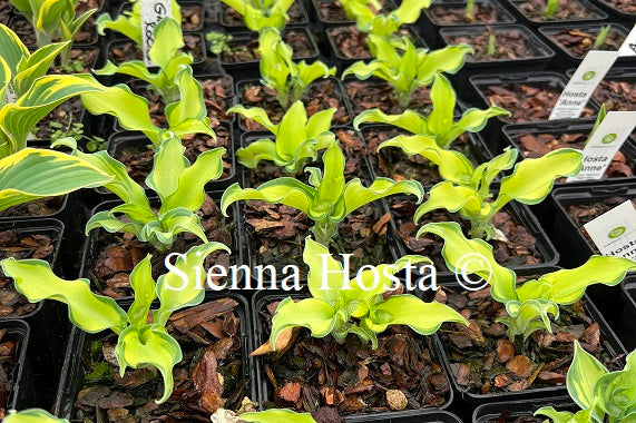 Hosta 'Gravity Rocks' - Sienna Hosta