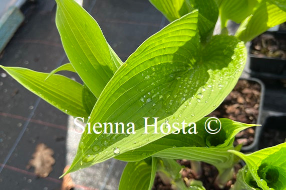Hosta 'Behemoth' - Sienna Hosta