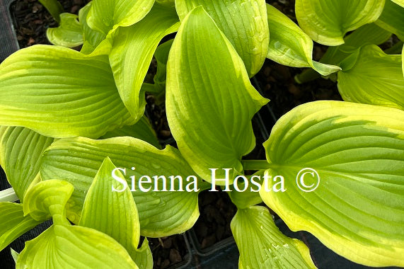 Hosta 'Fragrant Surprise' - Sienna Hosta