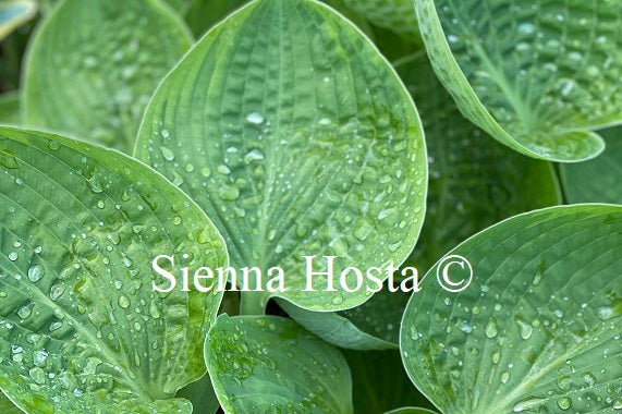 Hosta 'Sugar Snap' - Sienna Hosta