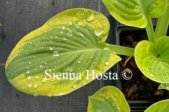 Hosta 'Tropical Storm' - Sienna Hosta