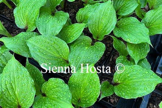 Hosta 'Gooseberry Sundae' - Sienna Hosta