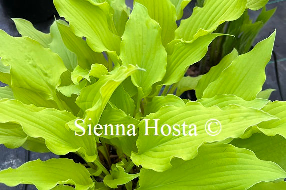 Hosta 'Marrakech' - Sienna Hosta