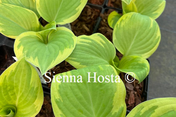 Hosta 'Spring Morning' - Sienna Hosta