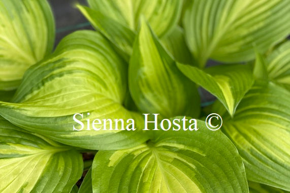 Hosta 'Sea Thunder' - Sienna Hosta