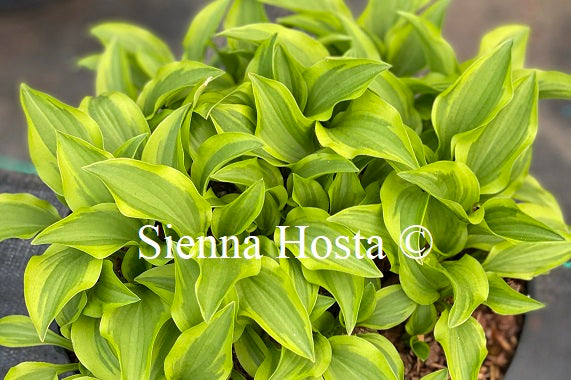 Hosta 'Paradise Sunset' - Sienna Hosta