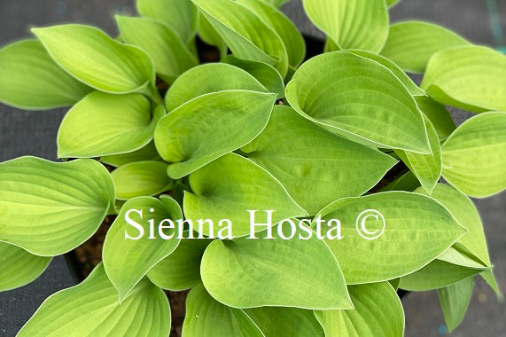 Hosta 'Golden Spider' - Sienna Hosta