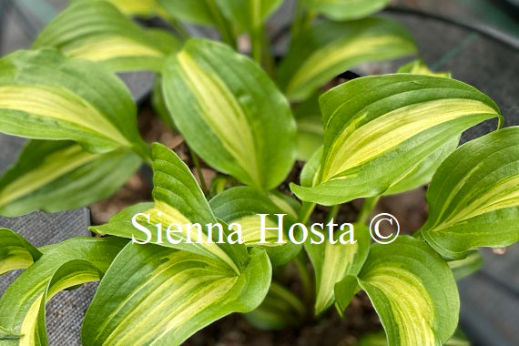 Hosta 'Geisha' - Sienna Hosta