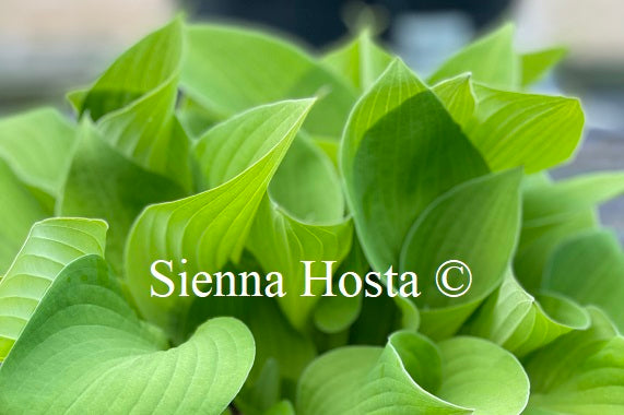 Hosta 'Golden Spider' - Sienna Hosta
