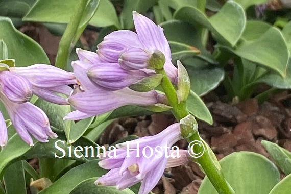 Hosta 'Green Mouse Ears' - Sienna Hosta