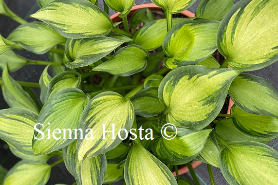 Hosta 'Justine' - Sienna Hosta