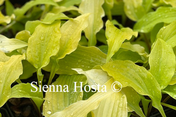 Hosta 'Yellow Waves' - Sienna Hosta