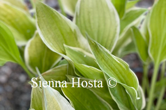 Hosta 'Spring Break' - Sienna Hosta