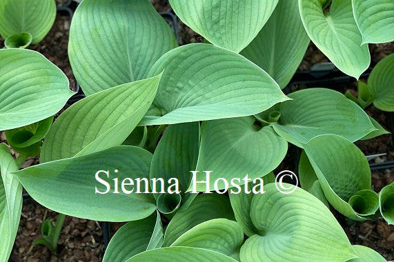 Hosta 'Prince of Wales' - Sienna Hosta