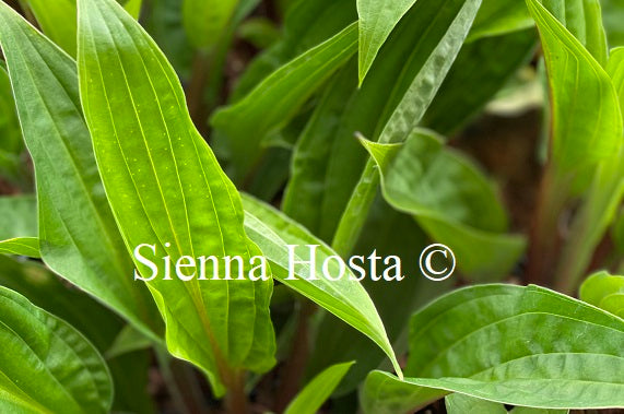Hosta 'Red Zeppelin' - Sienna Hosta