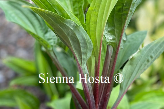 Hosta 'Red Zeppelin' - Sienna Hosta