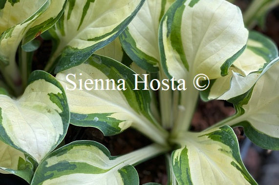 Hosta 'Enchanted Mist' - Sienna Hosta