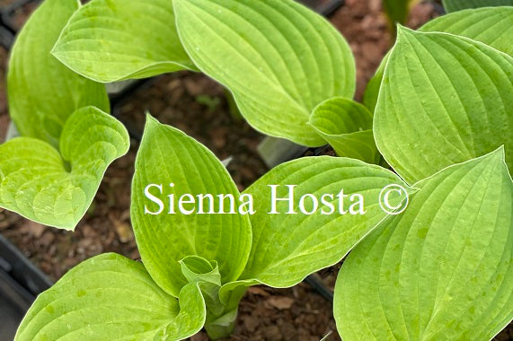 Hosta 'Ki Ren Jyaku' - Sienna Hosta