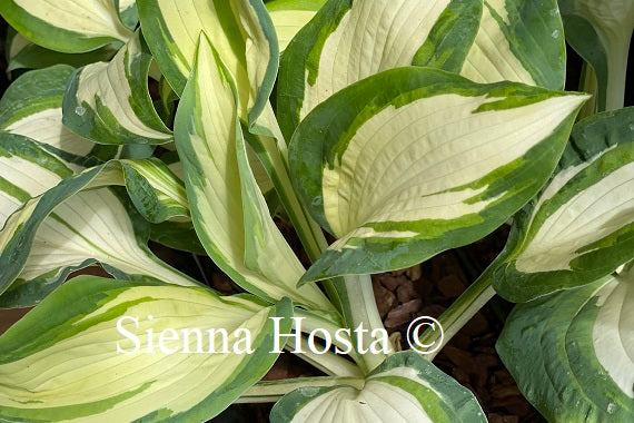 Hosta 'Hans' - Sienna Hosta