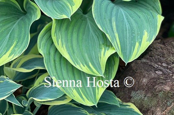 Hosta 'Sagae' - Sienna Hosta