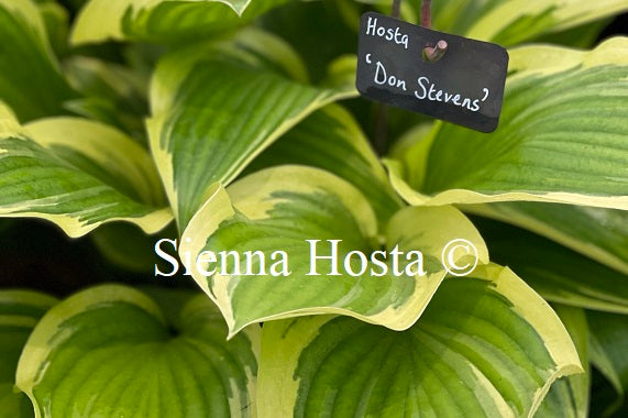 Hosta 'Don Stevens' - Sienna Hosta