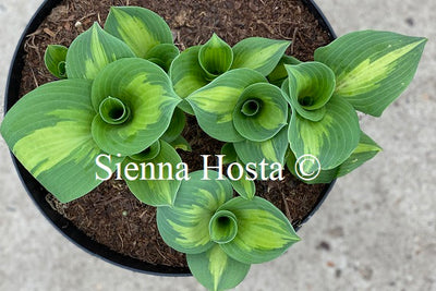 Hosta 'Popcorn' - Sienna Hosta