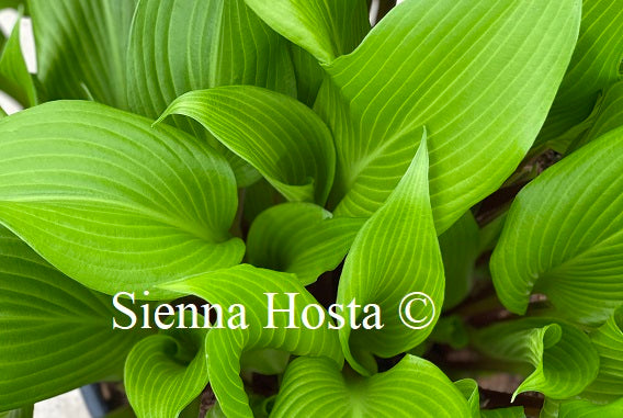 Hosta 'Red Dragon' - Sienna Hosta