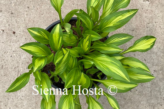 Hosta 'Cherry Berry' - Sienna Hosta
