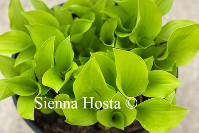 Hosta 'Hydon Sunset' - Sienna Hosta