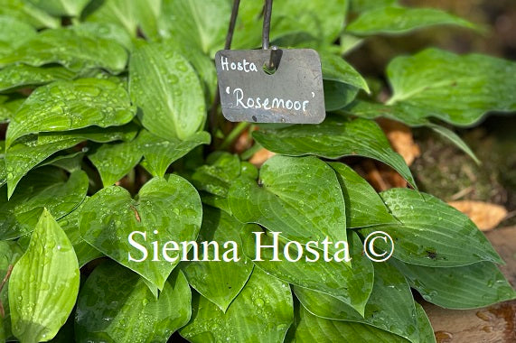 Hosta 'Rosemoor' - Sienna Hosta
