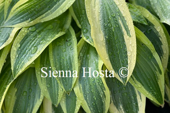 Hosta 'Bold Ribbons' - Sienna Hosta